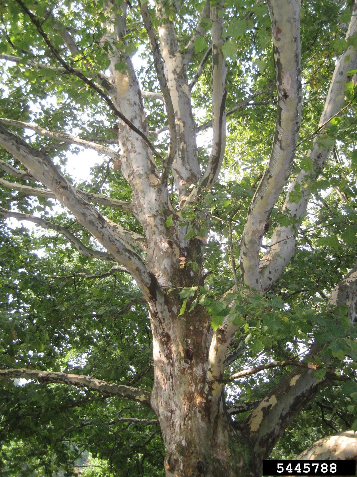 Redirecting to https://extension.umd.edu/resource/native-trees-maryland-american-sycamore ...